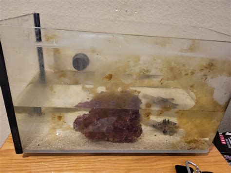 Identify Anemone Reef2reef