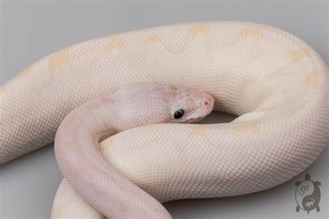 Python Royal Python Regius Bamboo Mystic