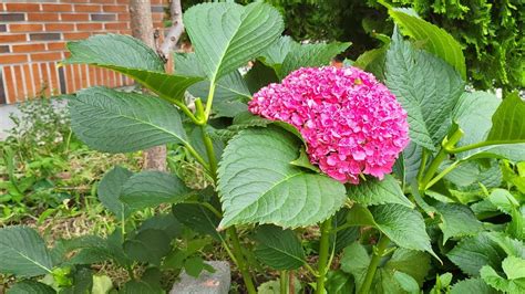 우리집 수국꽃 피지않는 이유 💐핵심4 가지 Youtube