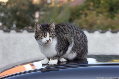 Tcc Object Detection Model By Guilhermeotonetcc