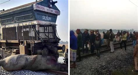 Assam Train Tragedy Rajdhani Express Derails Kill 7 Elephants Newsblare