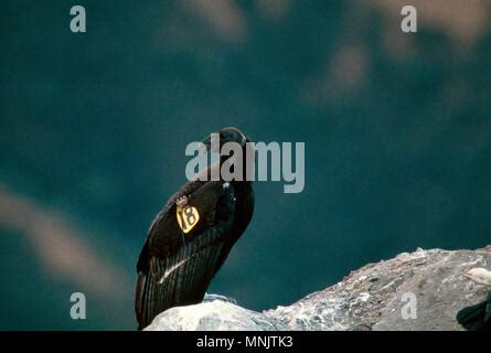 A Juvenile California Condor Gymnogyps Californianus From Zion National Park This Is The