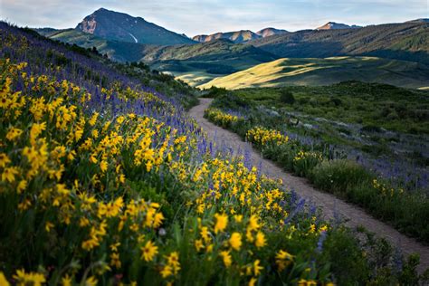 Crested Butte Wildflowers Colorado Photography Etsy
