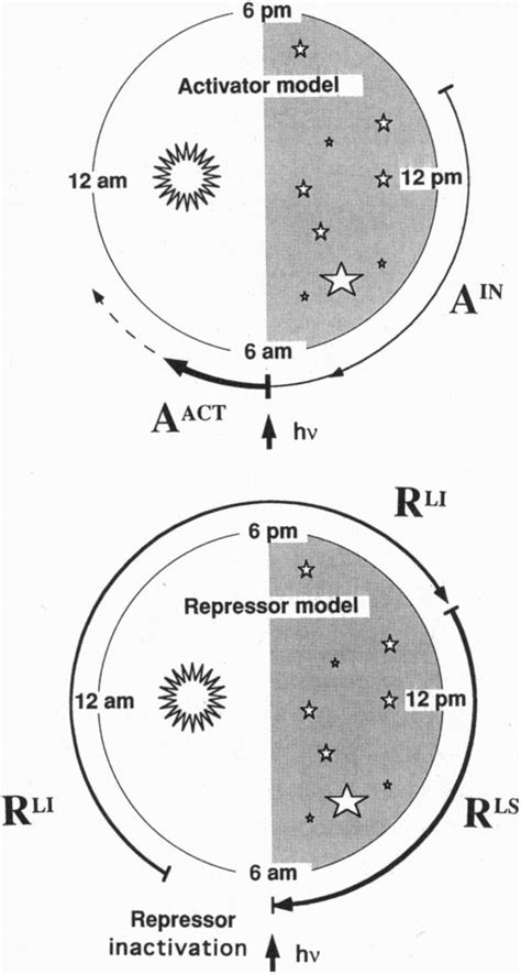 Alternative Models Of Daynight Control Activator Model An Activator Download Scientific