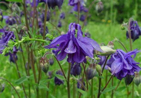 Aquilegia Vulgaris