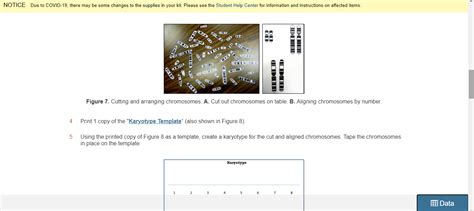 Solved Part 1 Karyotyping Review The Idiograms Photograph