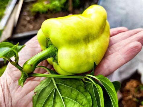 A Hand Showcases A Uniquely Shaped Yellow Bell Pepper Against A Lush