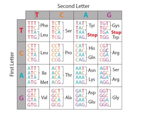 Translating DNA Puzzle Babraham Escape Rooms