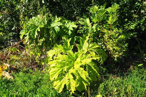 Hogweed Cow Parsnip Heracleum Sphodylium One Of Our Favourite Wild