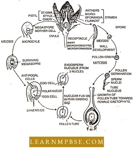 Neet Biology Notes Sexual Reproduction In Flowering Plants Learn Mpbse