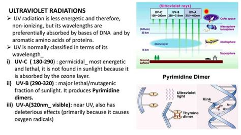 Spontaneous And Induced Mutations Pptx Spontaneous And Induced Mutations Pptx