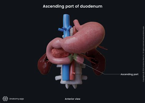 Duodenum Anatomyapp