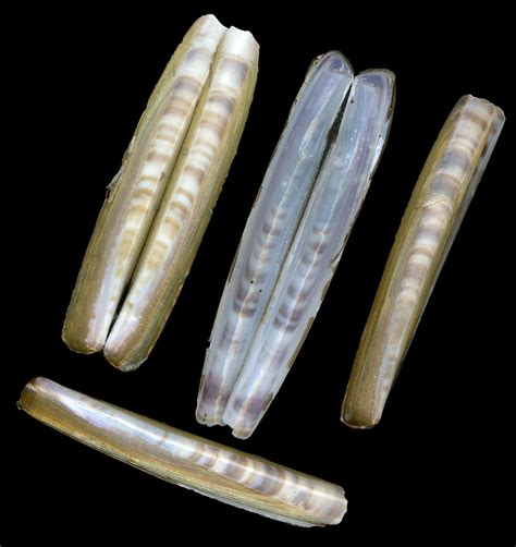 Ensis Leei Huber 2015 Atlantic Jackknife Clam