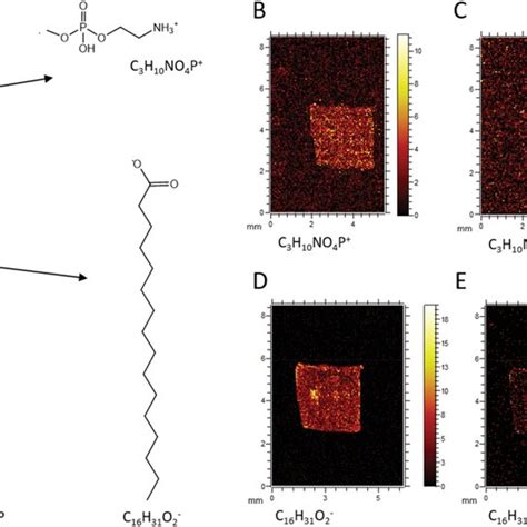 A Pda Polymerization The First Oxidations Steps Are Also Present In