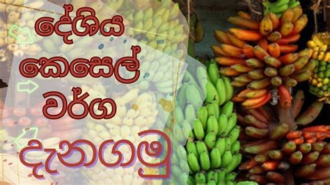 ලංකාවේ එක දේශීය කෙසෙල් වර්ග හා ඒවායේ කර්යභාර්යයන් Youtube