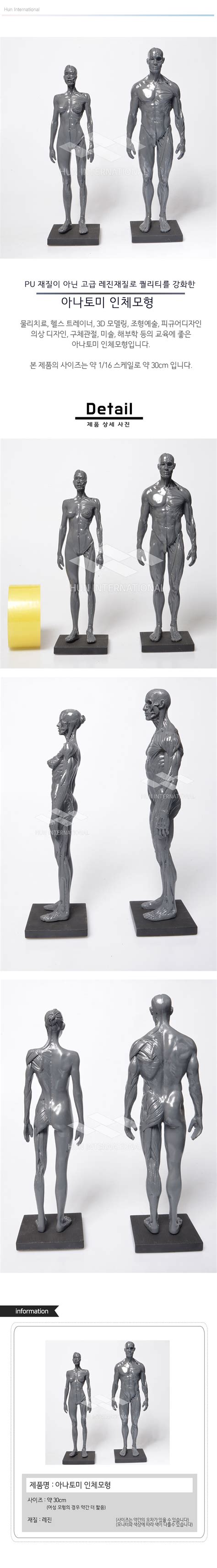 여자 인체모형 아나토미 레진 피규어 해부학 근육 신체구조 학습용