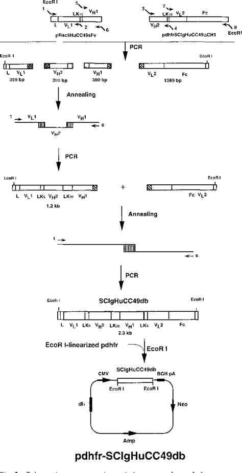 Figure 2 From Generation And Characterization Of A Single Gene Encoded
