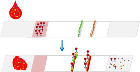 Biosensing Immunology Group