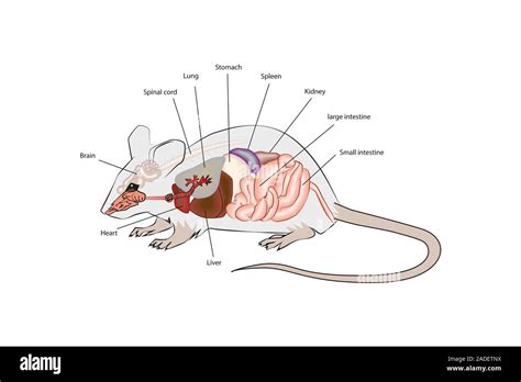 Illustration Of A Side View Of A Mouse Mus Musculus Showing The Internal Organs Mice Are