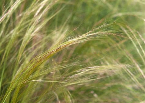 How To Grow And Care For Mexican Feather Grass