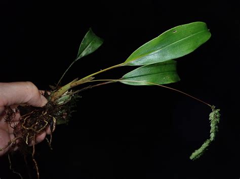 Dendrochilum Orchidaceae