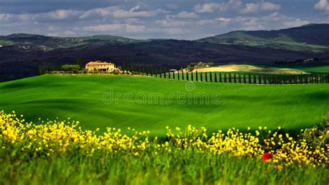 Tuscany In The Spring Time With Green Fields And Yellow Flowers Stock