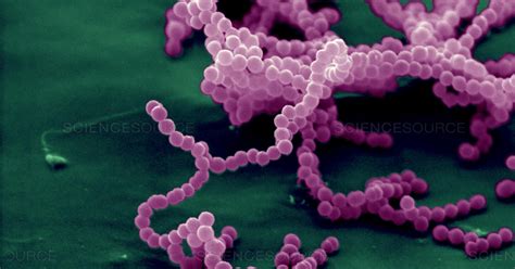 Streptococcus Pyogenes 🧫
