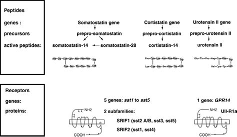 Regulation And Function Of Somatostatin Receptors Olias 2004