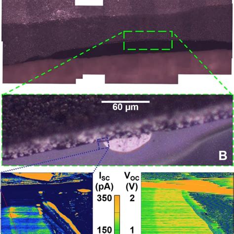 Afm Deflection Images Across An Entire Shallow Angle Cross Sectioned Download Scientific