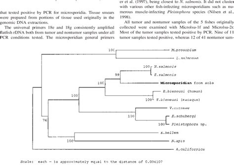 Phylogenetic Tree Of Ssu Rdna Sequence Data Using The Neighbor Joining