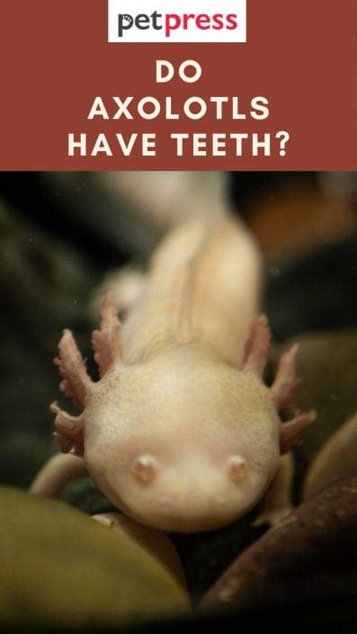 Do Axolotls Have Teeth What You Need To Know About These Amphibians