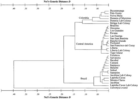 Dendrogram constructed from genetic distances D between Þeld Download Scientific Diagram
