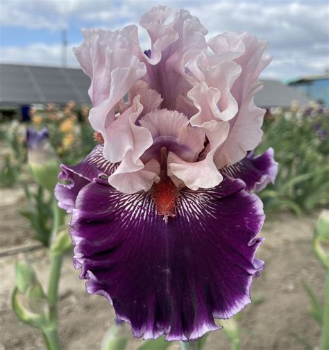 Countess Iris Oasis Iris Garden