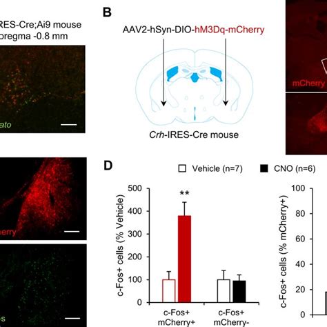 Validation Of Cre Activity And Chemogenetic Stimulation In Cea Crf