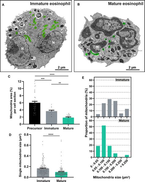Mouse Eosinophil Maturation Leads To The Reduction Of Mitochondrial Download Scientific