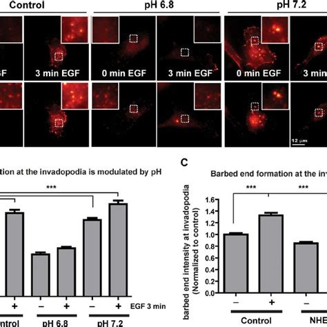 Actin Barbed End Formation At The Invadopodia Is Regulated By Ph A Download Scientific