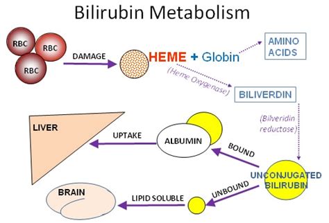 Bilirubin Metabolism Medical Laboratory Science Nursing Mnemonics Pediatric Nursing