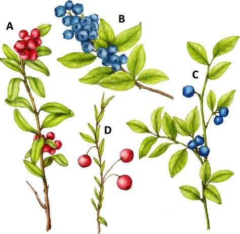 An Illustration Of A Lingonberry B Blueberry C Bilberry And D