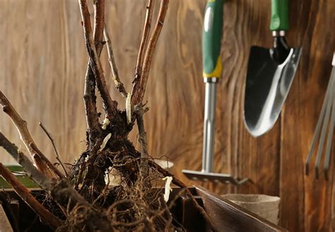 What Is A Rootstock Mehrabyan Nursery