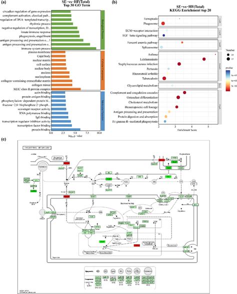 Go And Kegg Enrichment Analysis Results A Go Enrichment Analysis Of Download Scientific