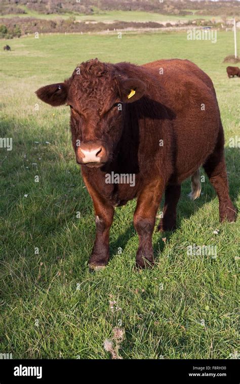 Ruby Red Devon Cattle Hi Res Stock Photography And Images Alamy
