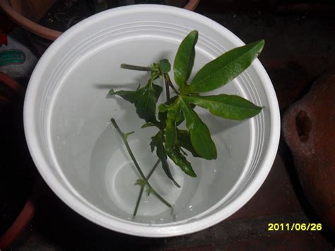 Passiflora Caerulea Y Passiflora Misera ¿cuanto Tardarán En Dar Flor