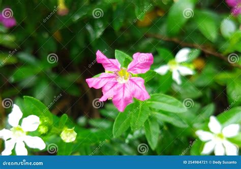 Flower Of Taiwan Beauty Is Popular In The Garden Of House In Indonesia