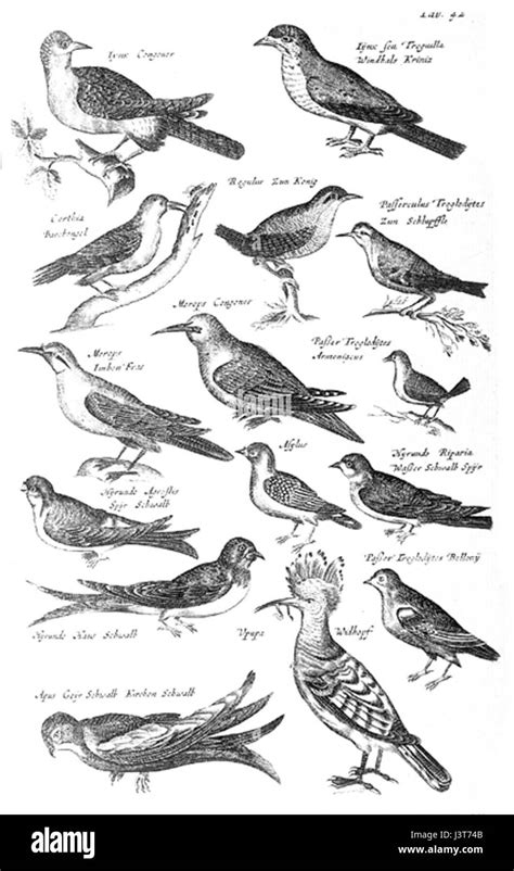 Jonston Refers To The Work Of The Renowned 17th Century Naturalist Historian And Physician