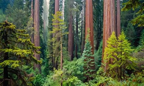 Is Bear Spray Legal In California A Detailed Guide