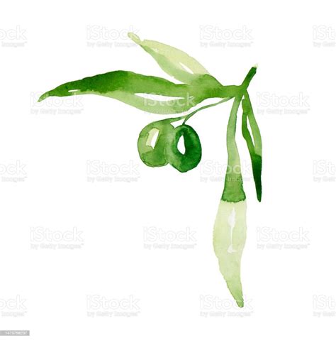 흰색 배경에 격리된 나뭇잎과 과일이 있는 수채화 올리브 가지 결혼식 문구 인사말 배경 화면 패션 및 초대장에 대 한 꽃 그림 0명에 대한 스톡 벡터 아트 및 기타 이미지