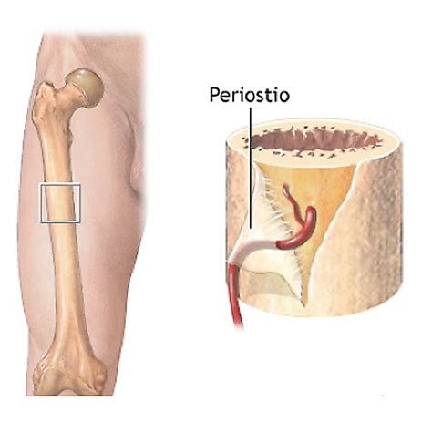 ¿quÉ Es La Periostitis Analizamos Sus Causas SÍntomas Y Tratamiento