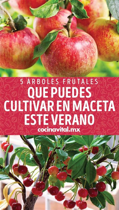 5 árboles Frutales Que Puedes Cultivar En Maceta Este Verano Jardín De árboles Frutales