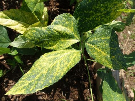 9 Devastating Bean Diseases And How To Treat Them