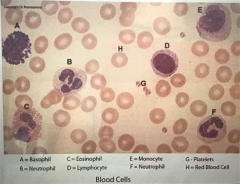 AP 2 LAB MIDTERM Flashcards Quizlet
